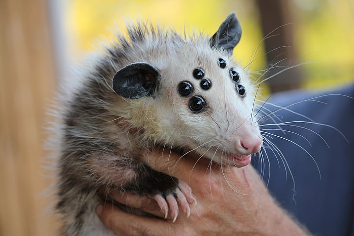 4 eyed opossum