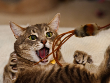 Ocicat playing with toy